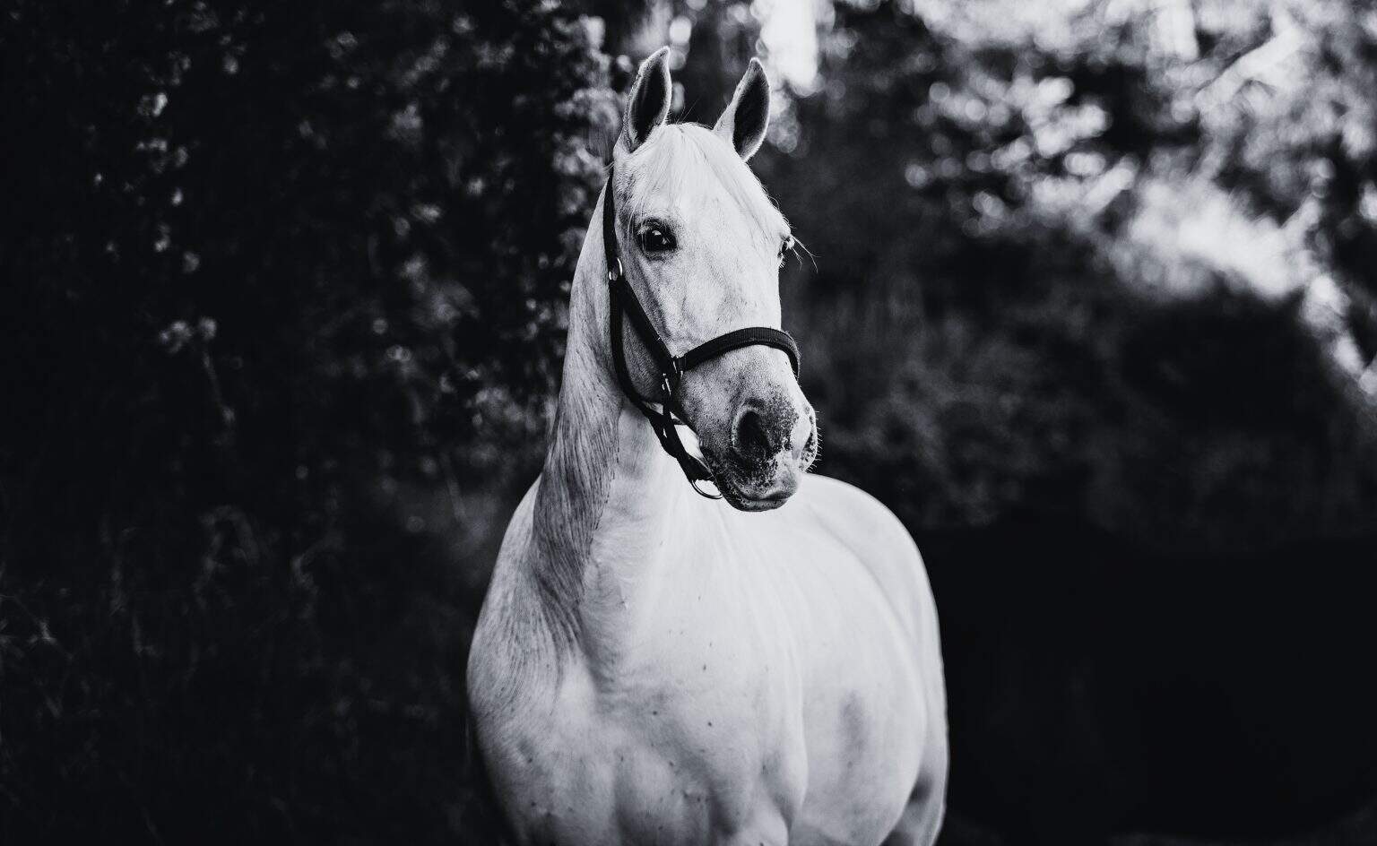 VETdata - Digital data platform for veterinarians in Switzerland